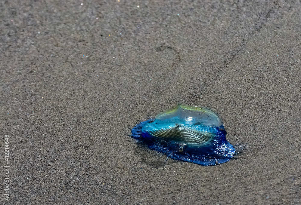 Blue jellyfish VELELLA sp., taken ashore by storm, on the shores of the ...