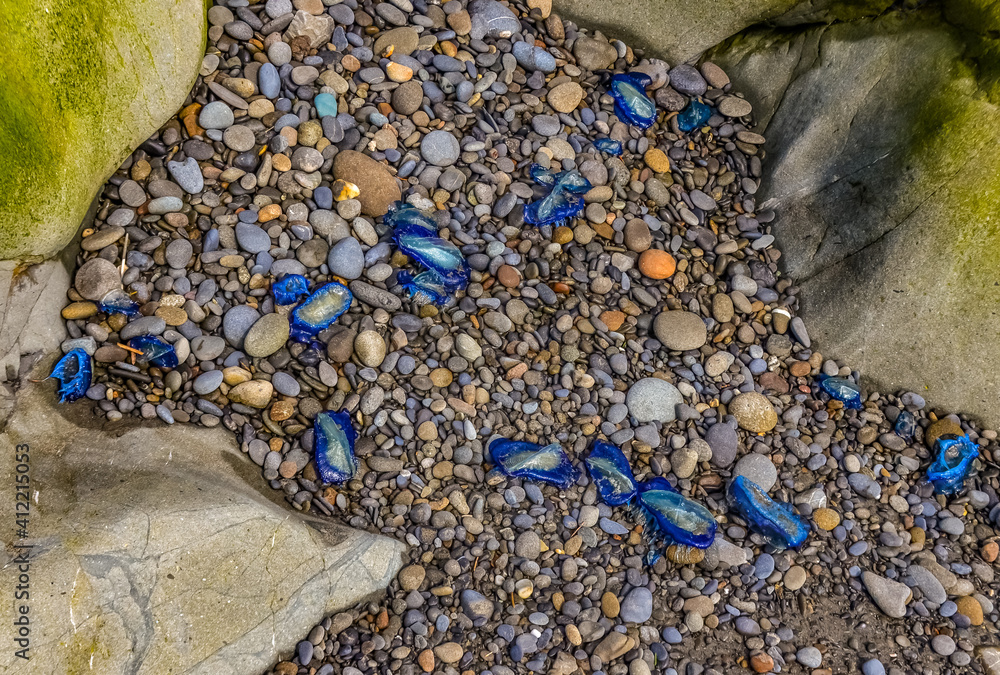 Blue jellyfish VELELLA sp., taken ashore by storm, on the shores of the ...