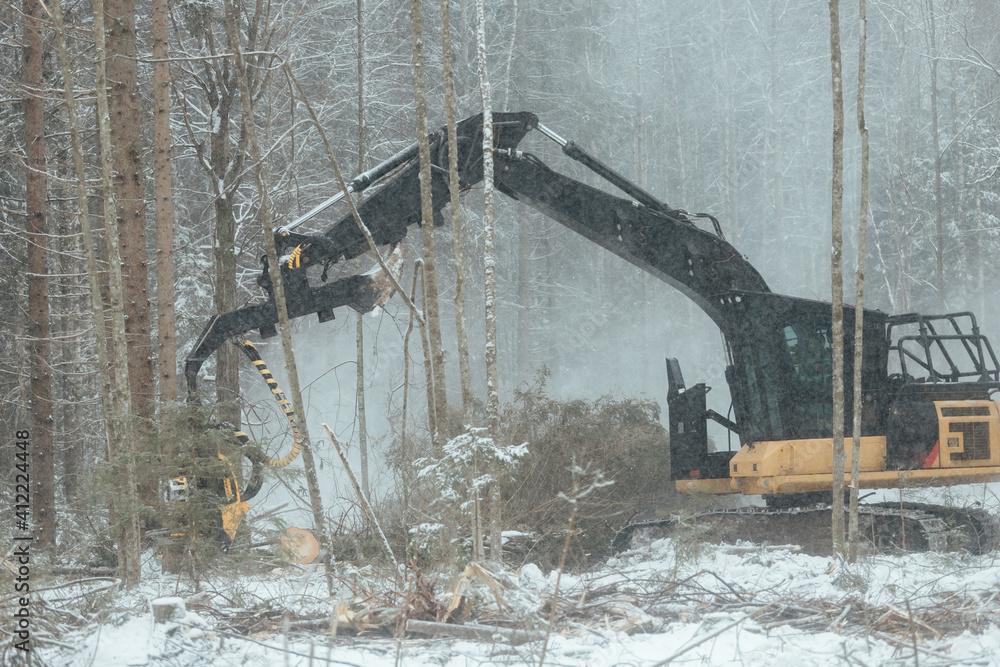 harvester cuts down trees, industrial harvesting of wood with the help ...