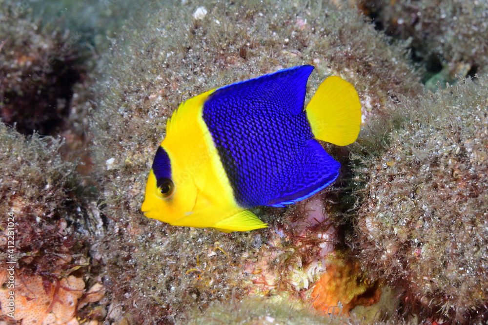 Bicolor Angelfish