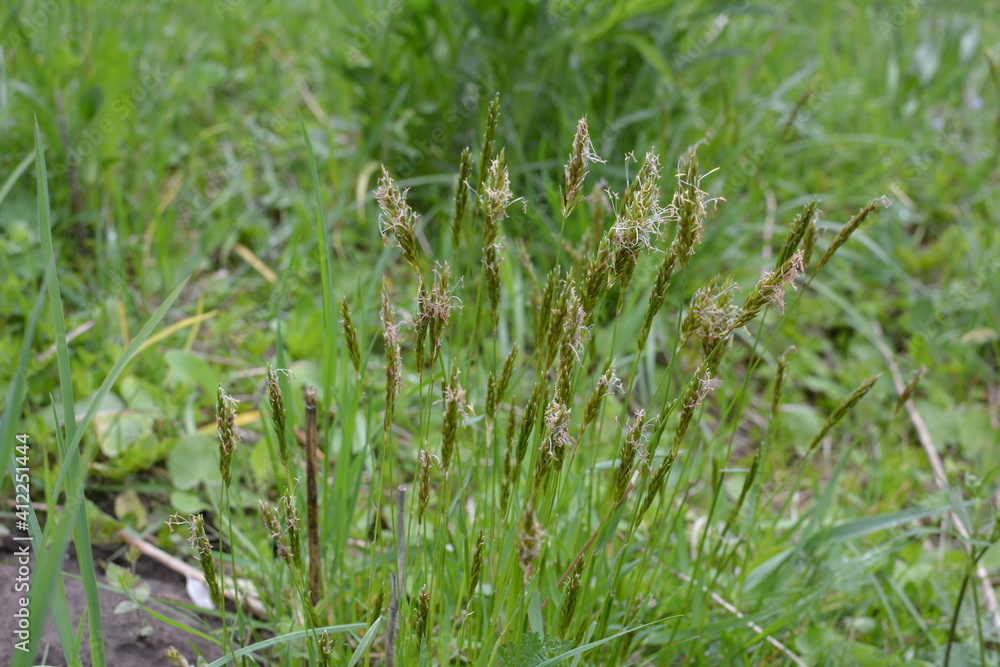 sweet grass or holy grass, Hierochloe odorata, mannagrass, Anthoxanthum ...