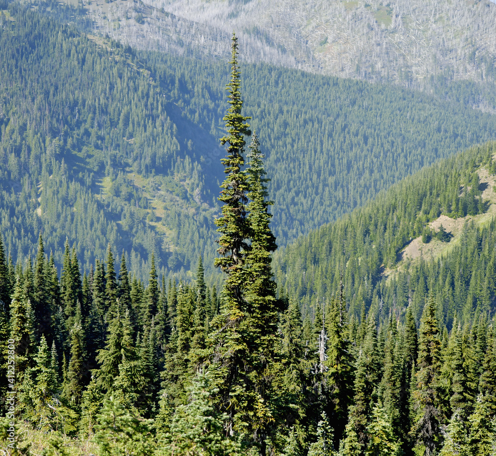 Tree Towering above the Rest on Hurricane Ridge at the Olympic National ...