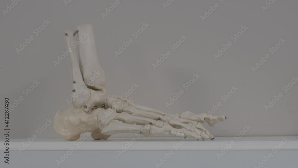 A model of human leg bones. Human foot made of plastic for educational ...