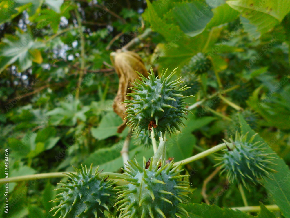 planta fruto mamona - ricinus communis Stock Photo | Adobe Stock
