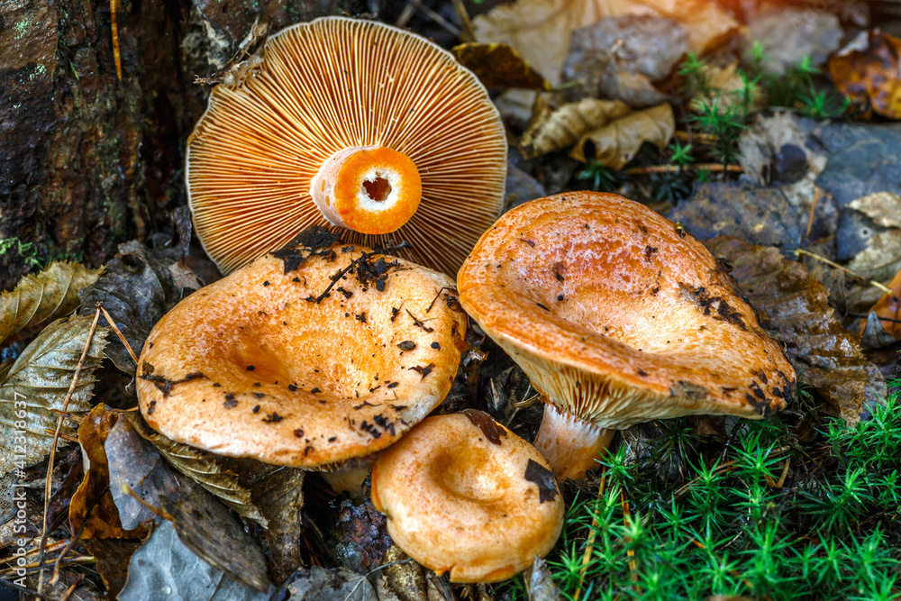 Foto de Saffron milk cap (Lactarius deliciosus) mushroom. aka red pine ...