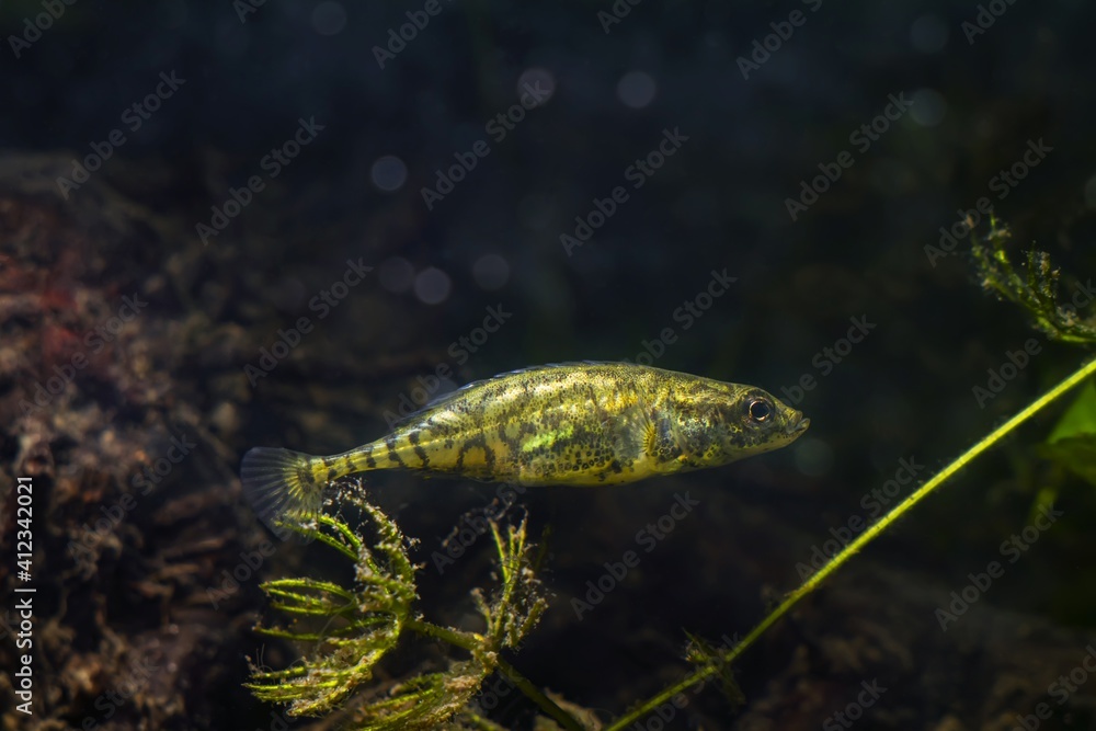 Fotka „curious and active adult ninespine stickleback, tiny wild fish ...