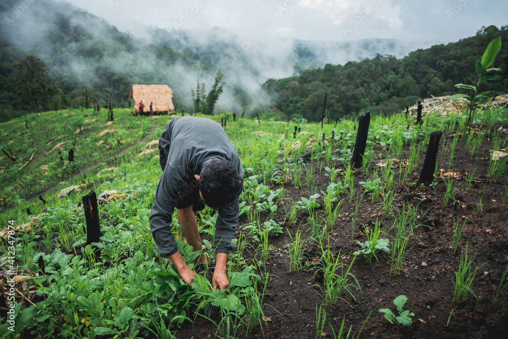 Karen people in his rotational farming Stock Photo | Adobe Stock