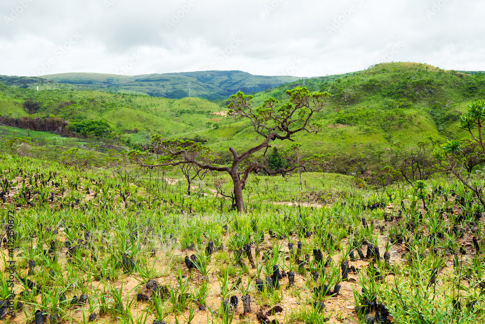 Vegetation of the Brazilian Cerrado on the hills of Capitólio, Minas ...