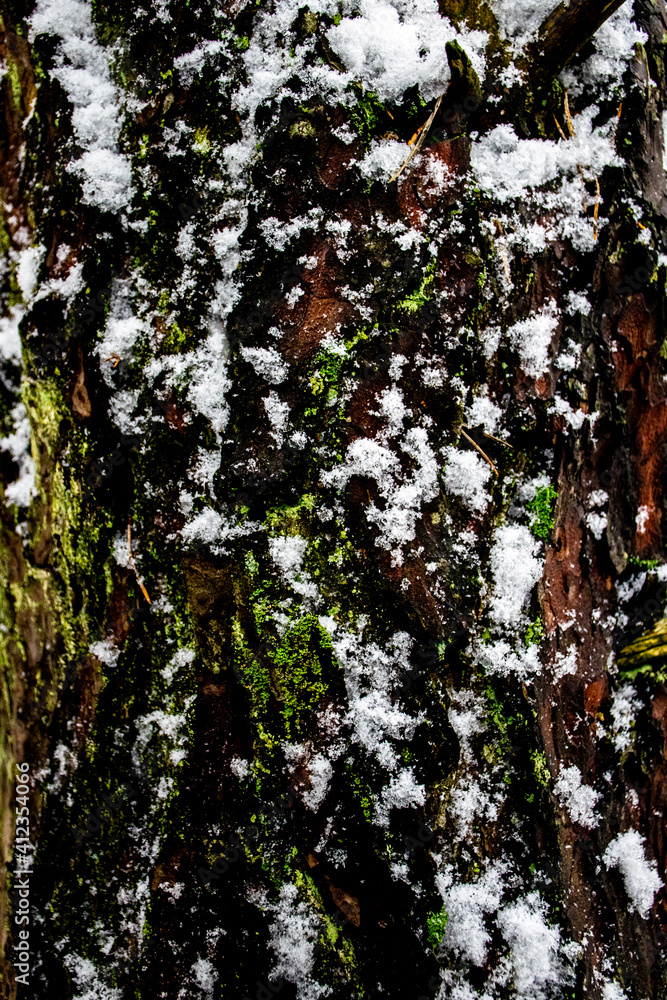 Real tree bark texture [bump map] Stock Photo | Adobe Stock