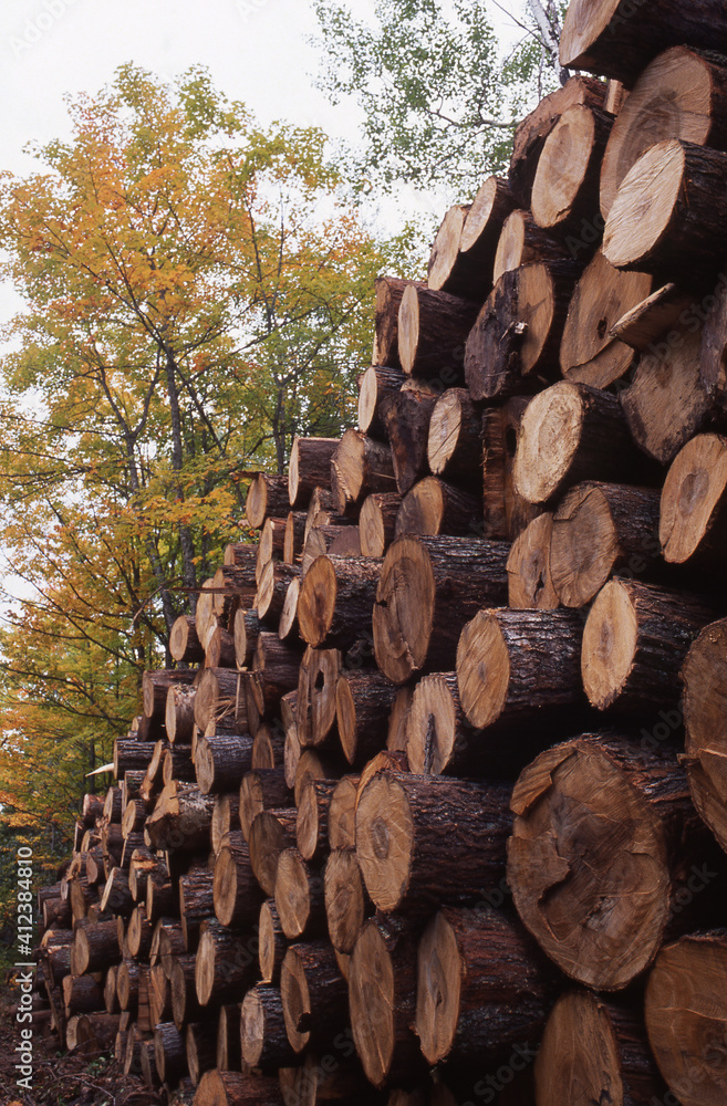 cut trees timber lumber stacked in a yard for processing Stock Photo ...