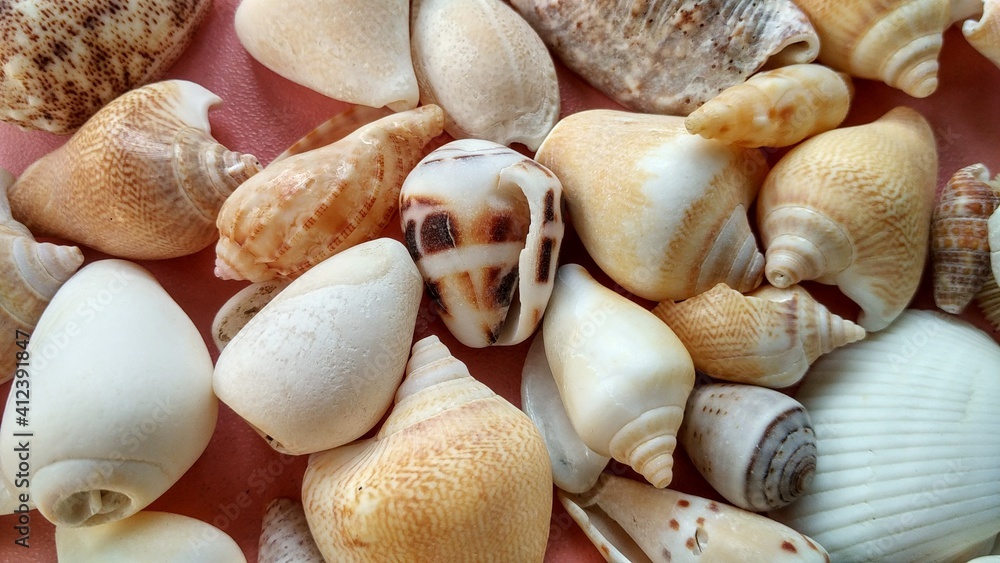 Sea animal shells, nature concept suitable for backgrounds and ...