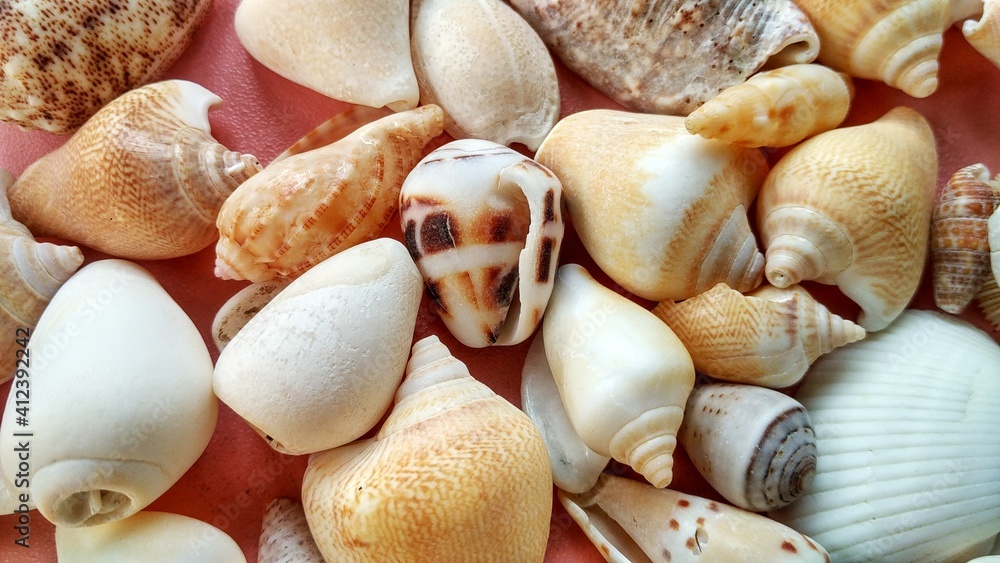 Sea animal shells, nature concept suitable for backgrounds and ...