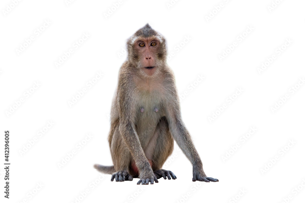 Photo & Art Print Stump-tailed macaque isolated on white background ...