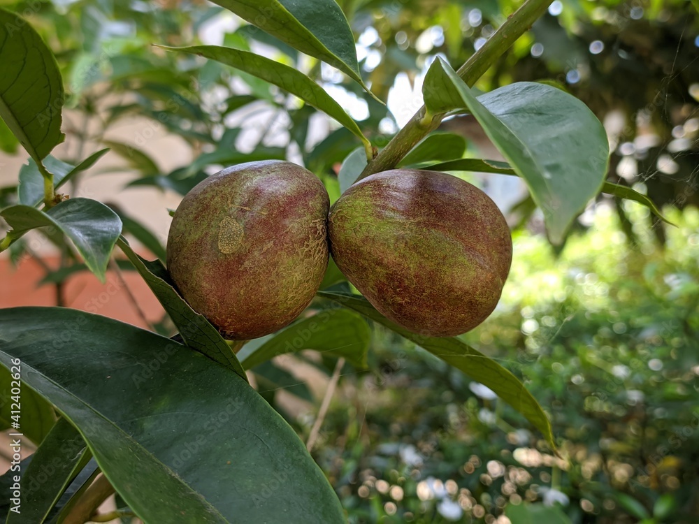 Phaleria macrocarpa (crown of god / simalakama) in tropical nature ...