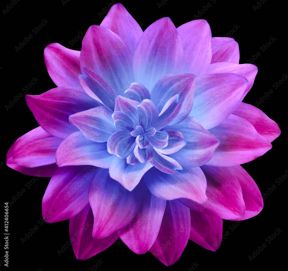 Flower Dahlia Blue