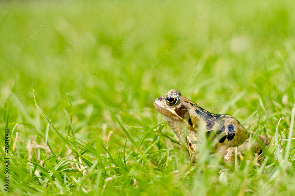 Profile of frog in grass Stock Photo | Adobe Stock