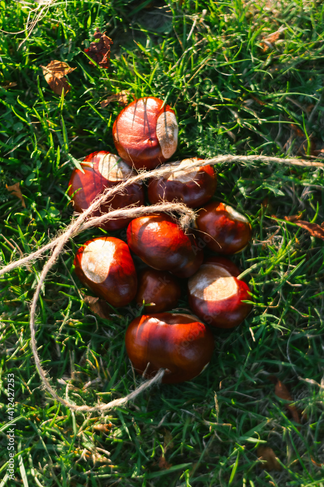 Conker pile with pair on conkers on strings Stock Photo | Adobe Stock