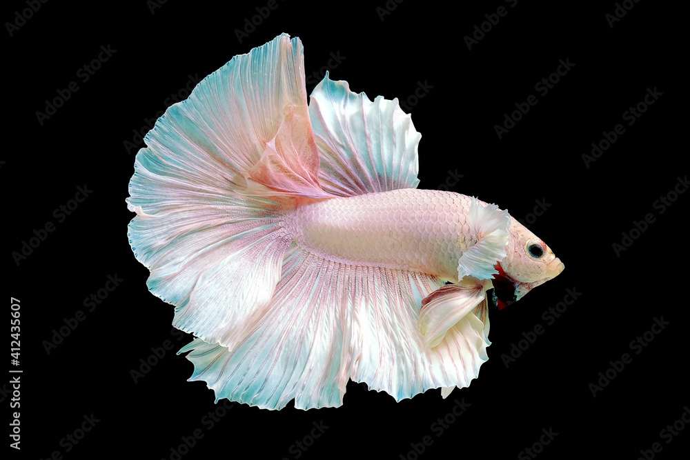 Pink betta fish, Fancy Halfmoon Betta, Betta splendens Pla-kad (biting ...