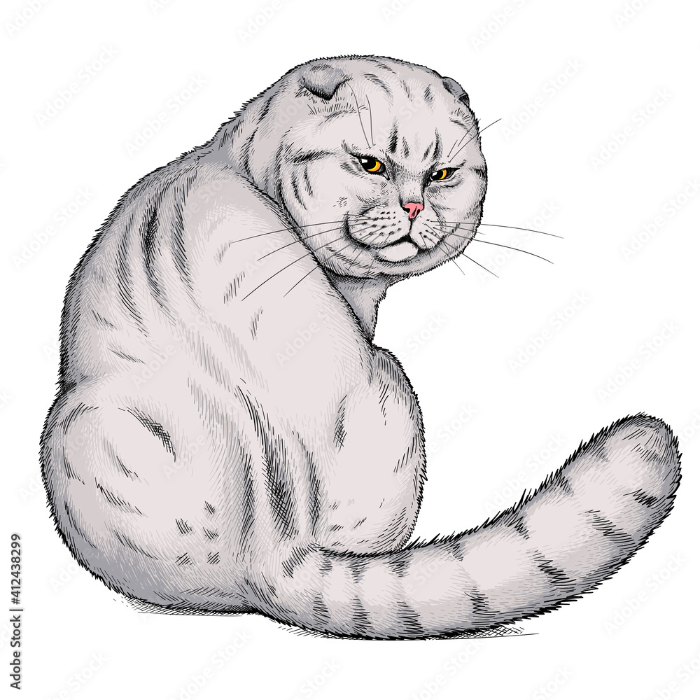 Cute scottish fold cat sketch. Vector illustration in hand drawn style ...