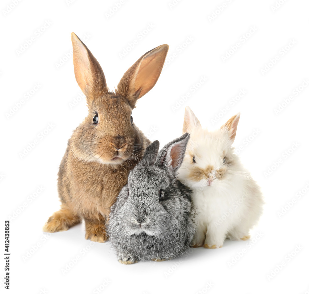Cute funny rabbits on white background Stock Photo | Adobe Stock