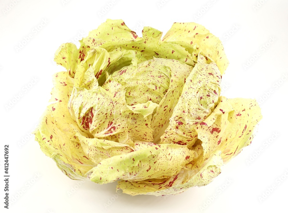 Variegated radicchio, a type of leaf chicory with yellowish green color ...