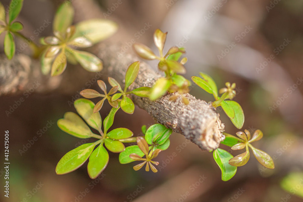 Fresh baby green leaves of Dwarf Umbrella tree (Schefflera Arboricola ...