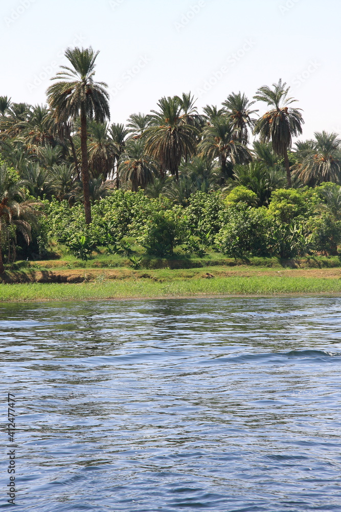 palmeras de dátiles en la orilla del río Nilo en Egipto Stock Photo ...