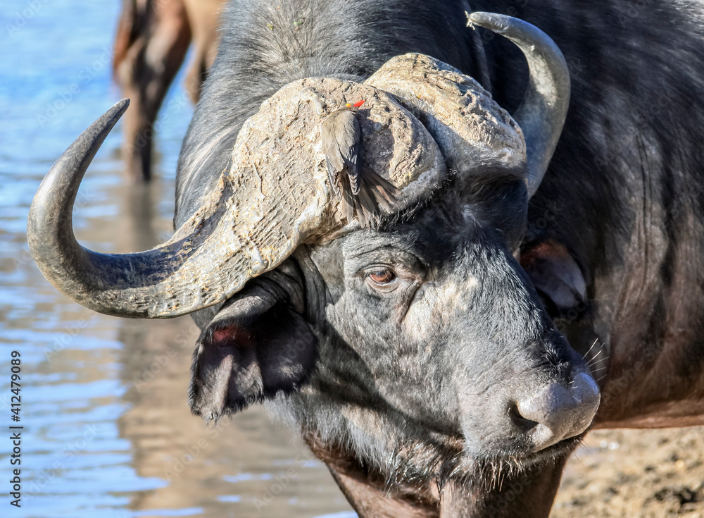 Wild buffalo bull at a watering hole, a view of the head with horns ...