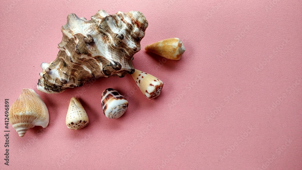 Foto Stock Sea animal shells, nature concept suitable for backgrounds ...