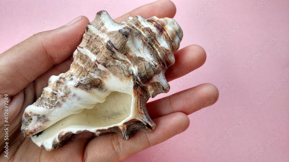 Sea animal shells, nature concept suitable for backgrounds and ...