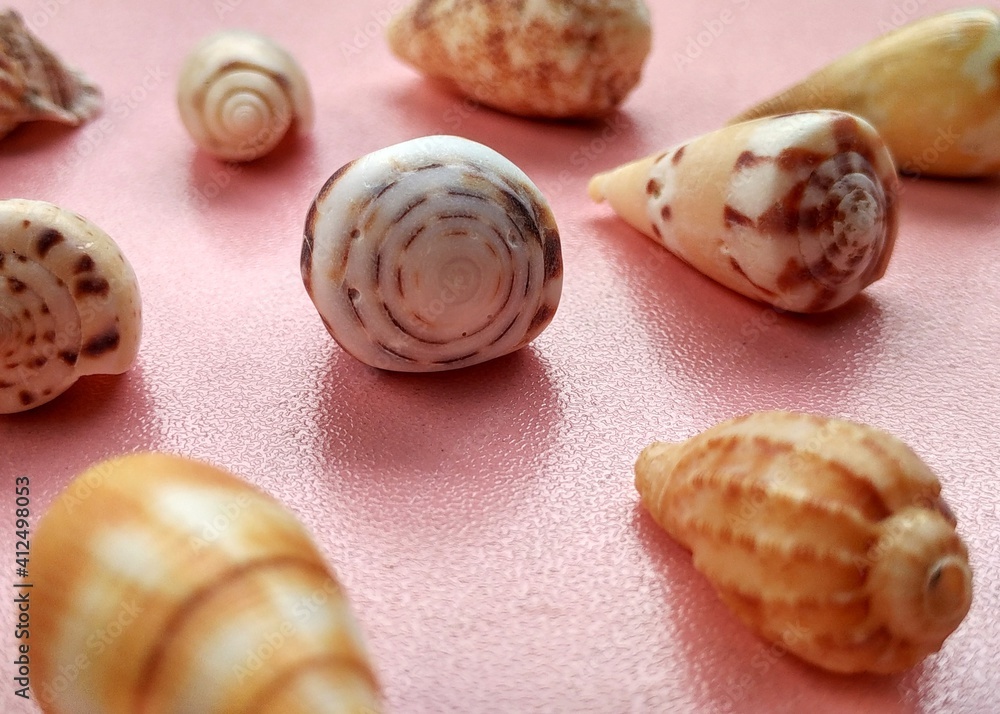 Sea animal shells, nature concept suitable for backgrounds and ...