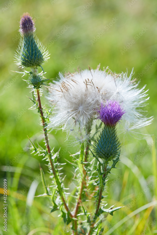 Cirsium vulgare, Spear thistle, Bull thistle, Common thistle, short ...
