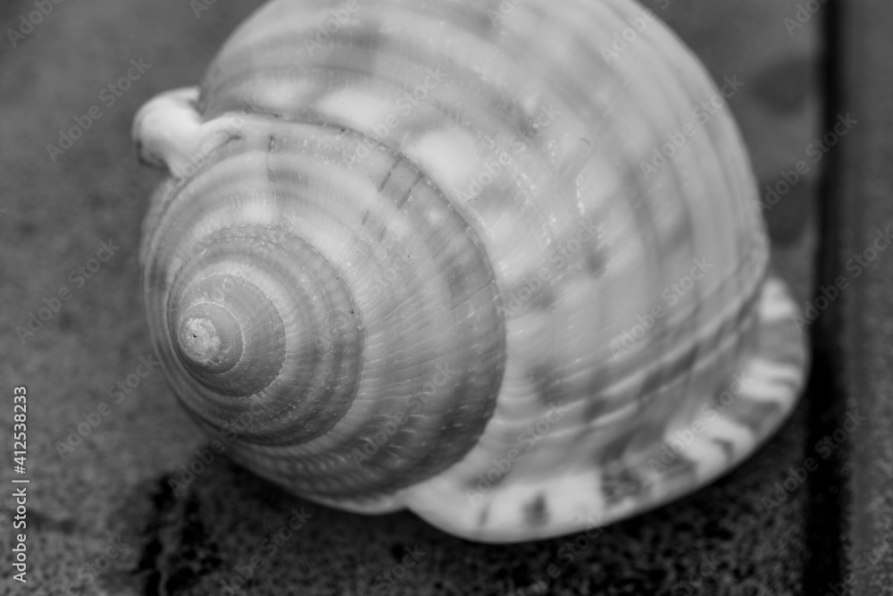 sea shell and golden ratio in nature, abstract photograph produced with ...