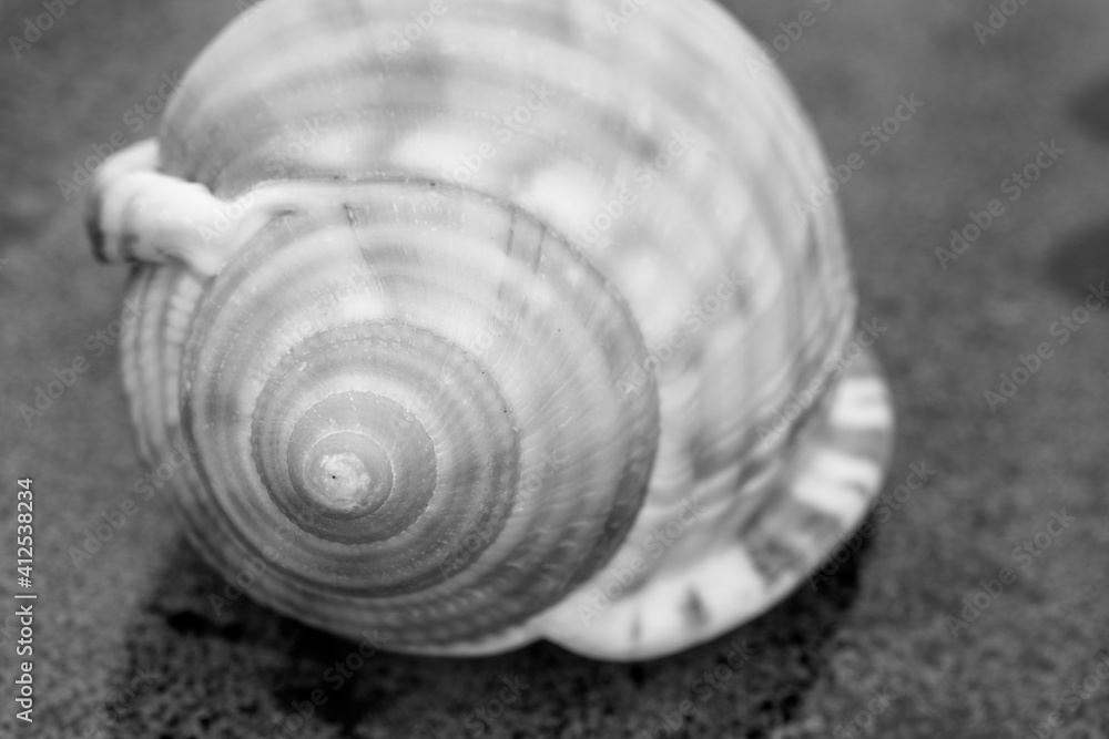 sea shell and golden ratio in nature, abstract photograph produced with ...