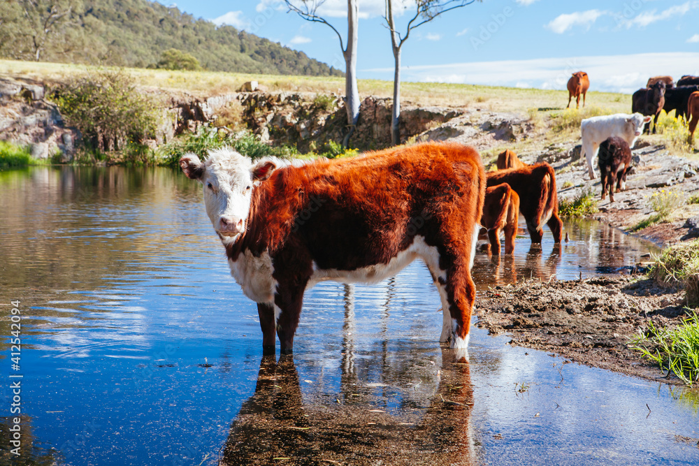 Grazing Cows in the Australian Outback Stock Photo | Adobe Stock