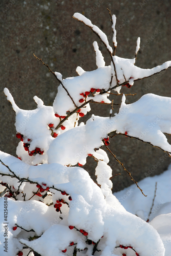 Cotonéaster sous la neige, arbuste à fruits rouges, Normandie, France ...