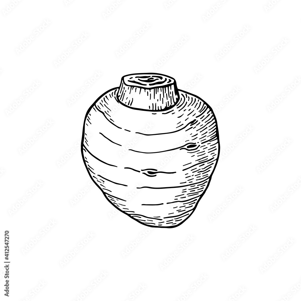 Taro root. Colocasia esculenta. Hand drawn vector illustration. Sketch ...