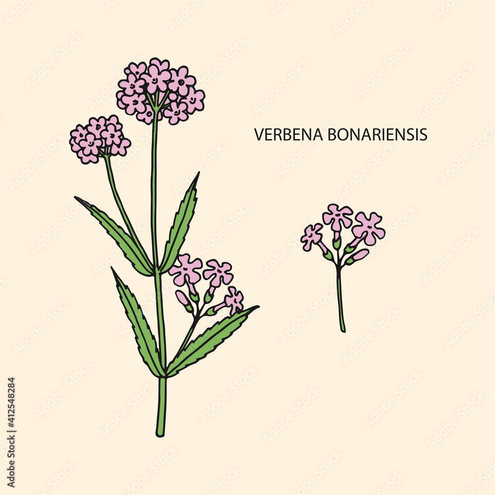 Vetor de Verbena bonariensis (purpletop, Argentinian vervain). Hand ...