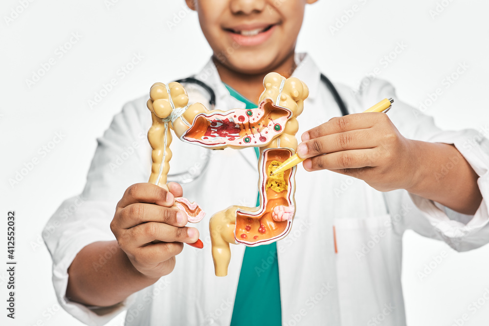 Anatomical intestines model in child's hands, close-up. Boy pointing ...