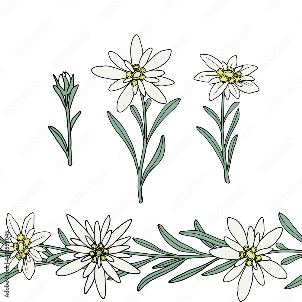 Edelweiss flower. Seamless border. Mountain plant. Hand drawn vector ...