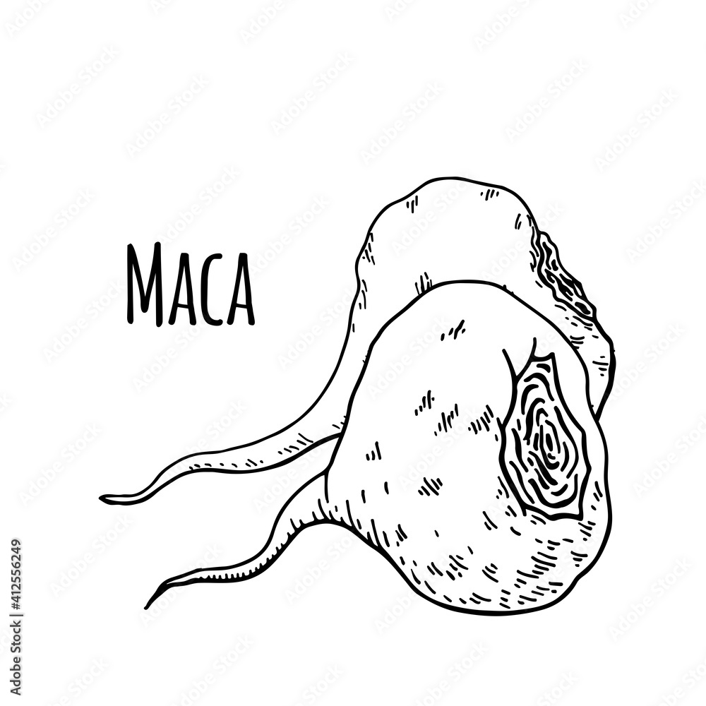 Maca root (Lepidium meyenii, Peruvian ginseng). Design elements for ...