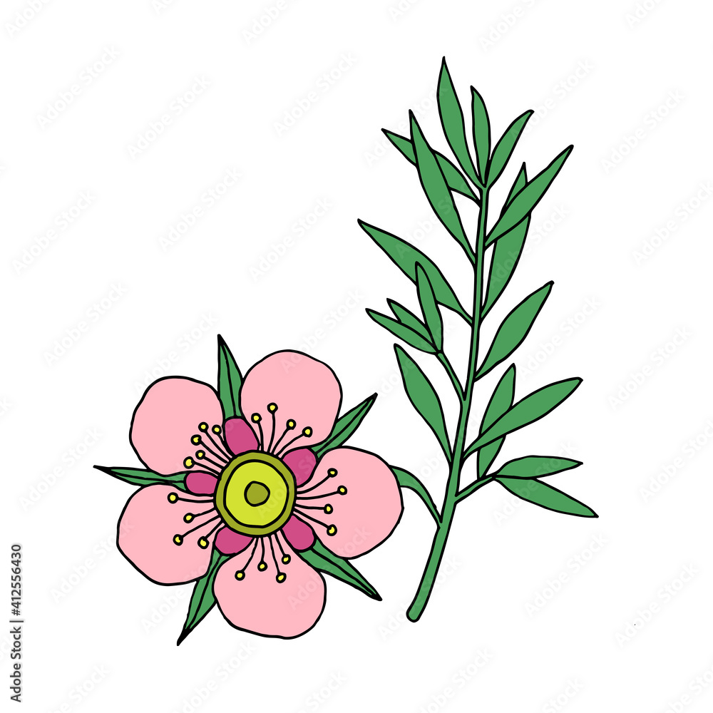 Manuka Honey branch, leaves and flower. Hand drawn Vector illustration ...
