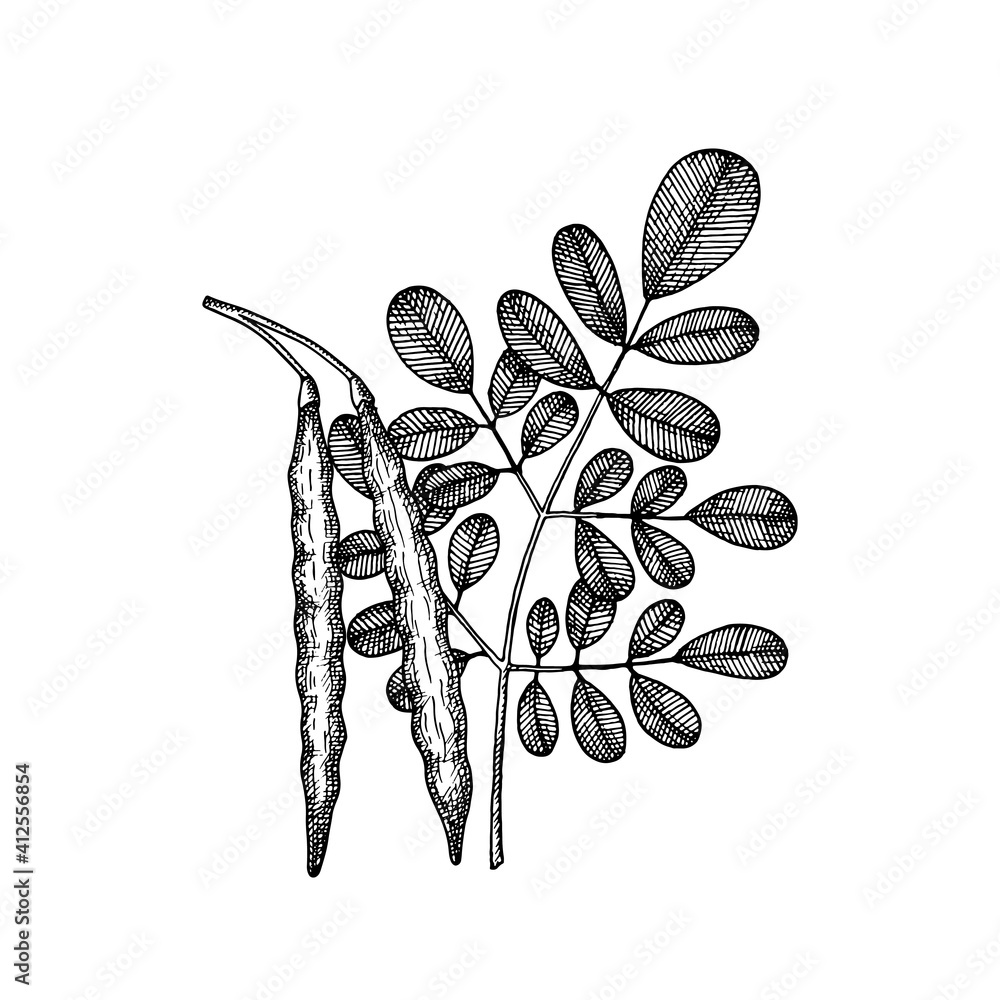 Moringa oleifera. Vegan superfood. Hand drawn illustration in sketch ...