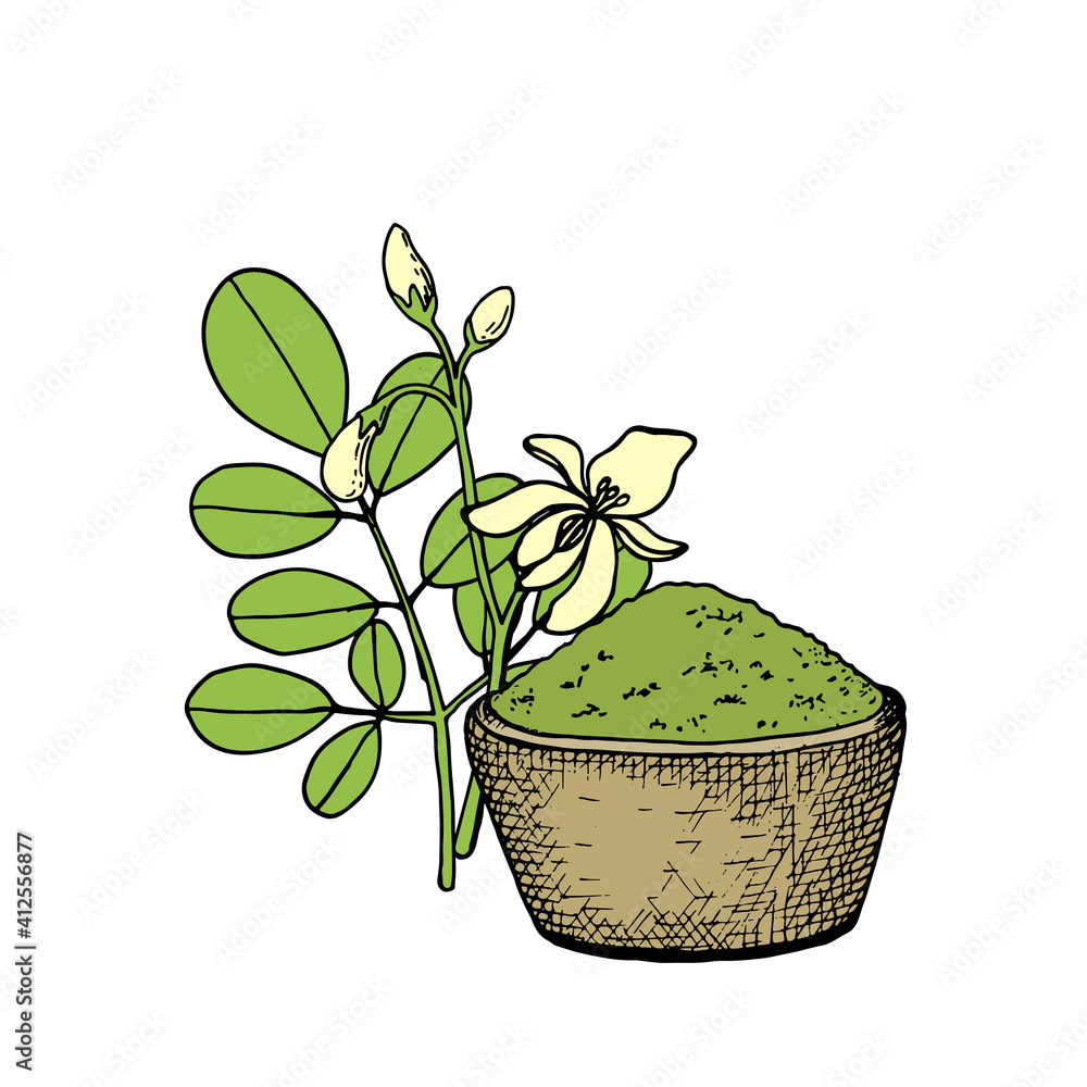 Moringa oleifera. Vegan superfood. Hand drawn illustration in sketch ...