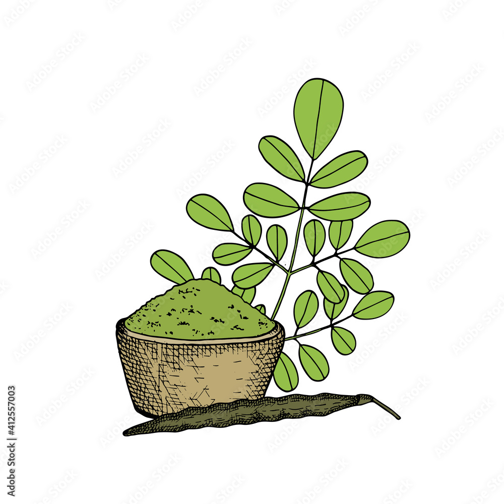 Moringa oleifera. Vegan superfood. Hand drawn illustration in sketch ...