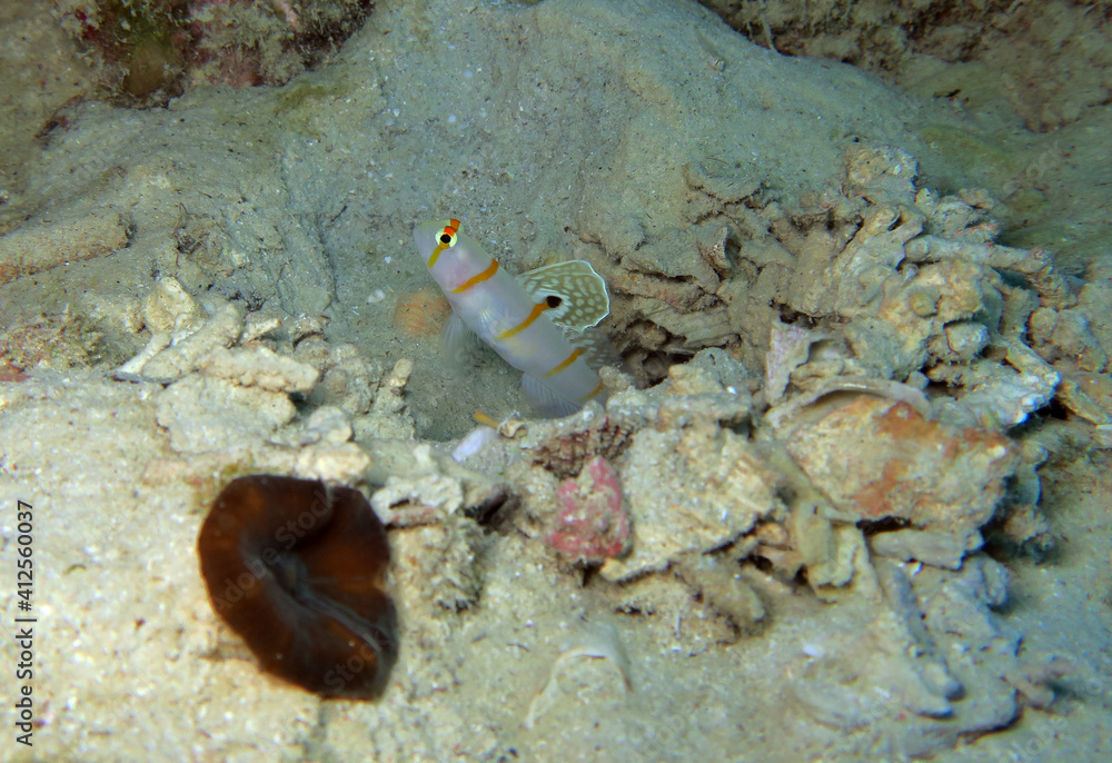 Orange Stripe Prawn Goby also known as Shrimp Goby Cebu Philippines ...