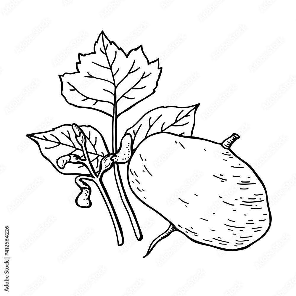 Jicama (Pachyrhizus erosus). Mexican yam bean in sketch. Hand drawn ...