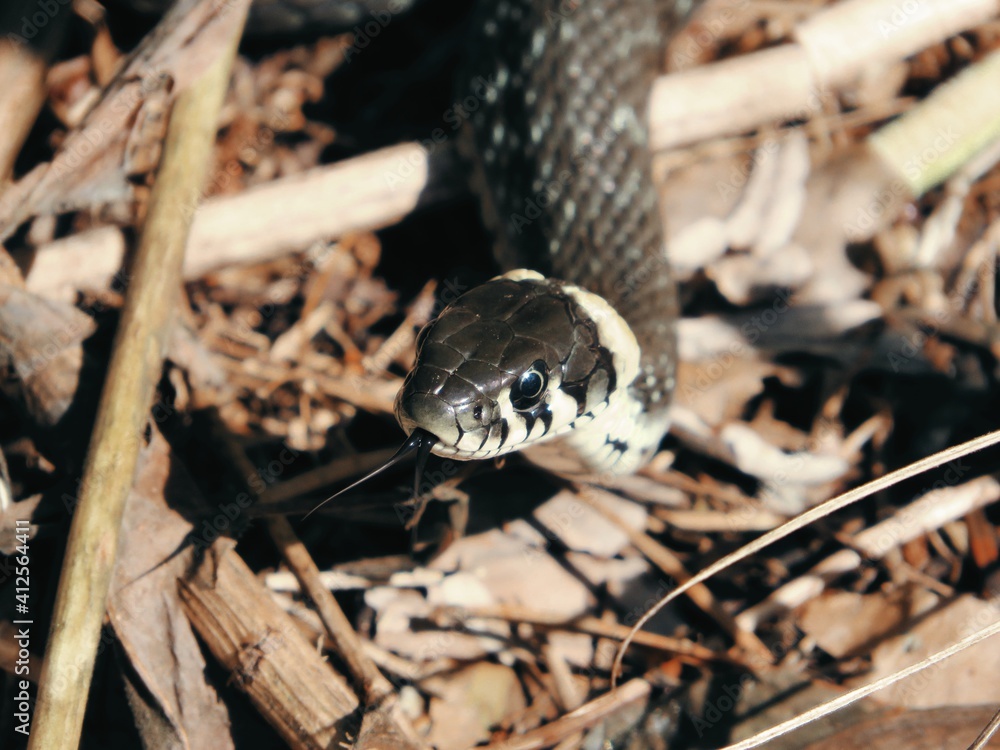 Small poisonous snake in the autumn forest. Snake with sticking out ...