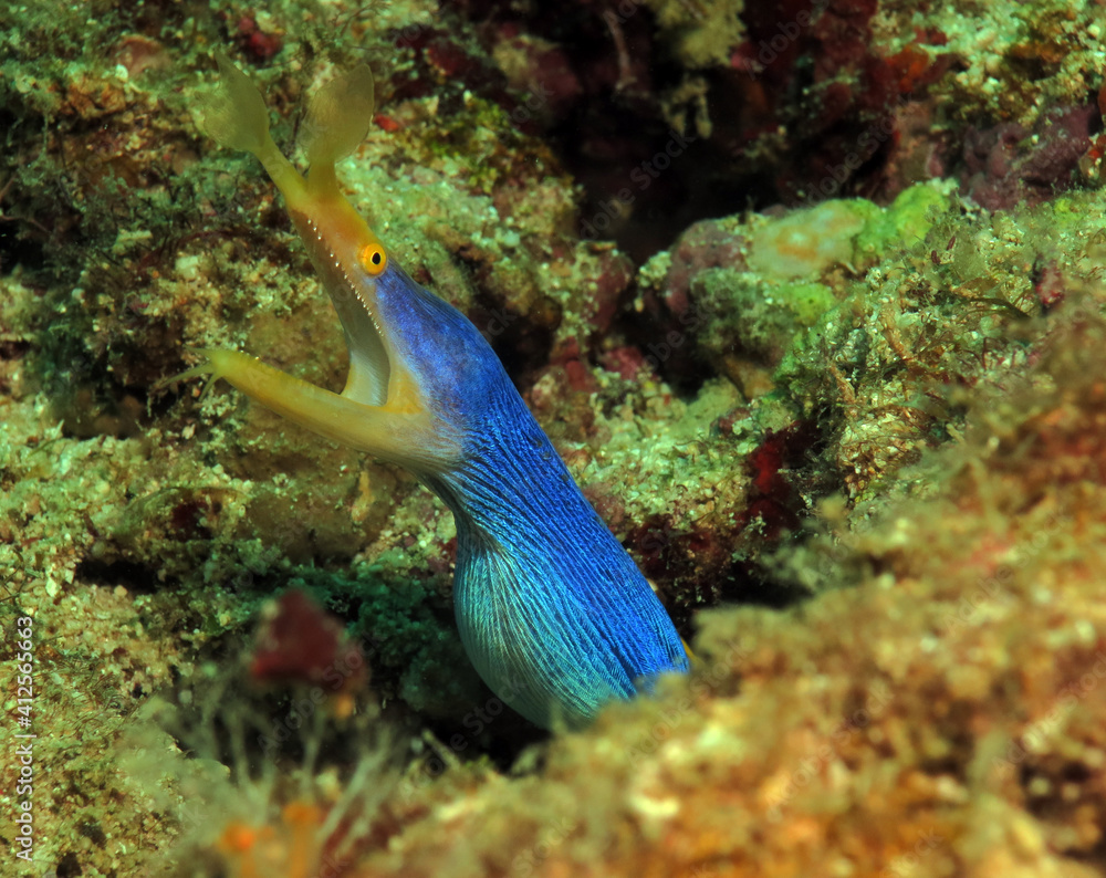 A Ribbon eel also known as a Leaf-nosed moray eel Boracay Philippines ...