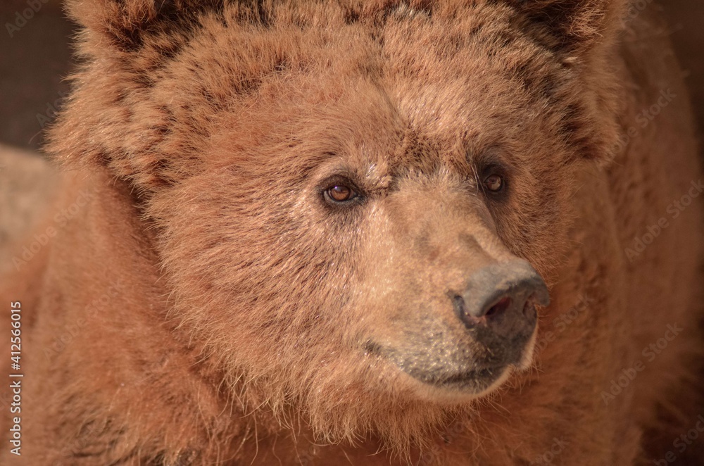 Brown Bear! The Himalayan brown bear, also known as the Himalayan red ...